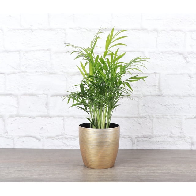 Live Parlor Palm Plant - 4" Decorative Holiday Pot - Walmart.com