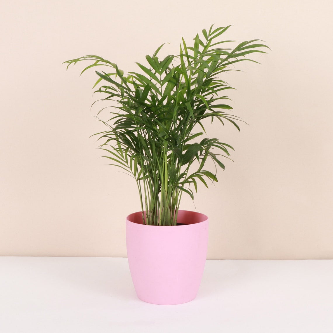 Live Parlor Palm Plant - Pet Safe - 4" Decorative Pot Cover - Blush ...