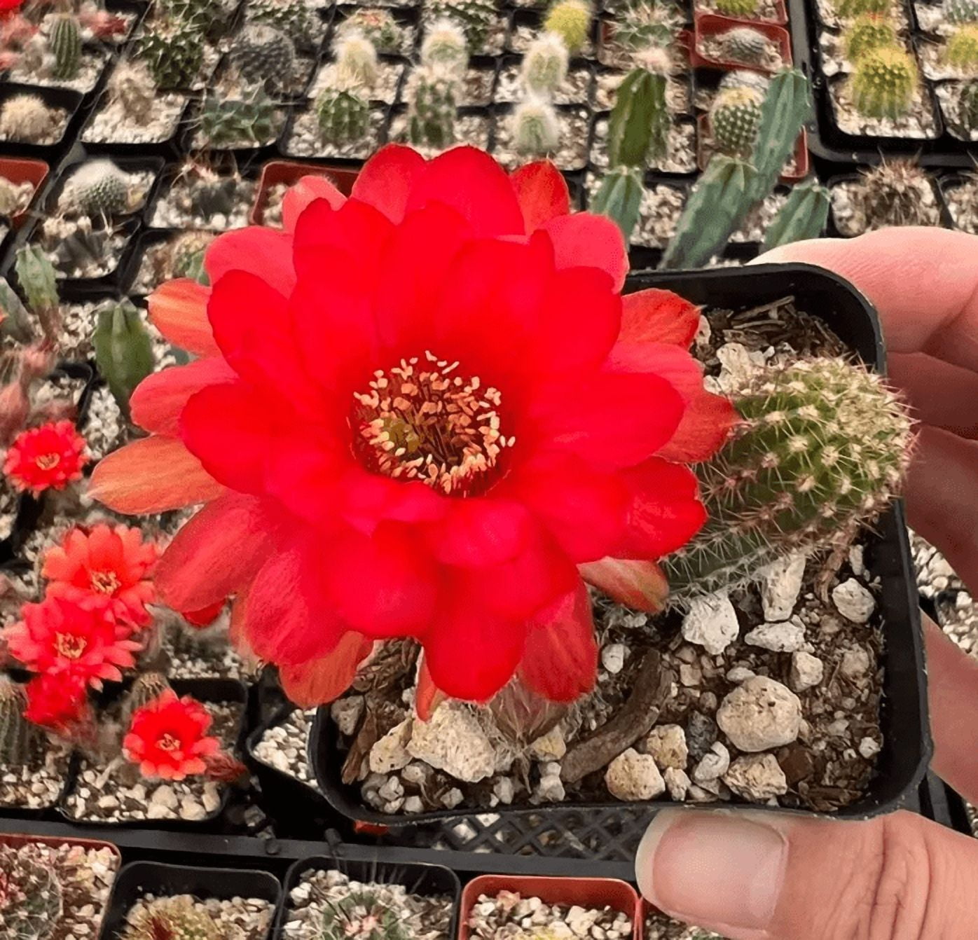 Live Peanut Cactus Clusters Plant - Peanut Cactus Plant - Minimalist ...