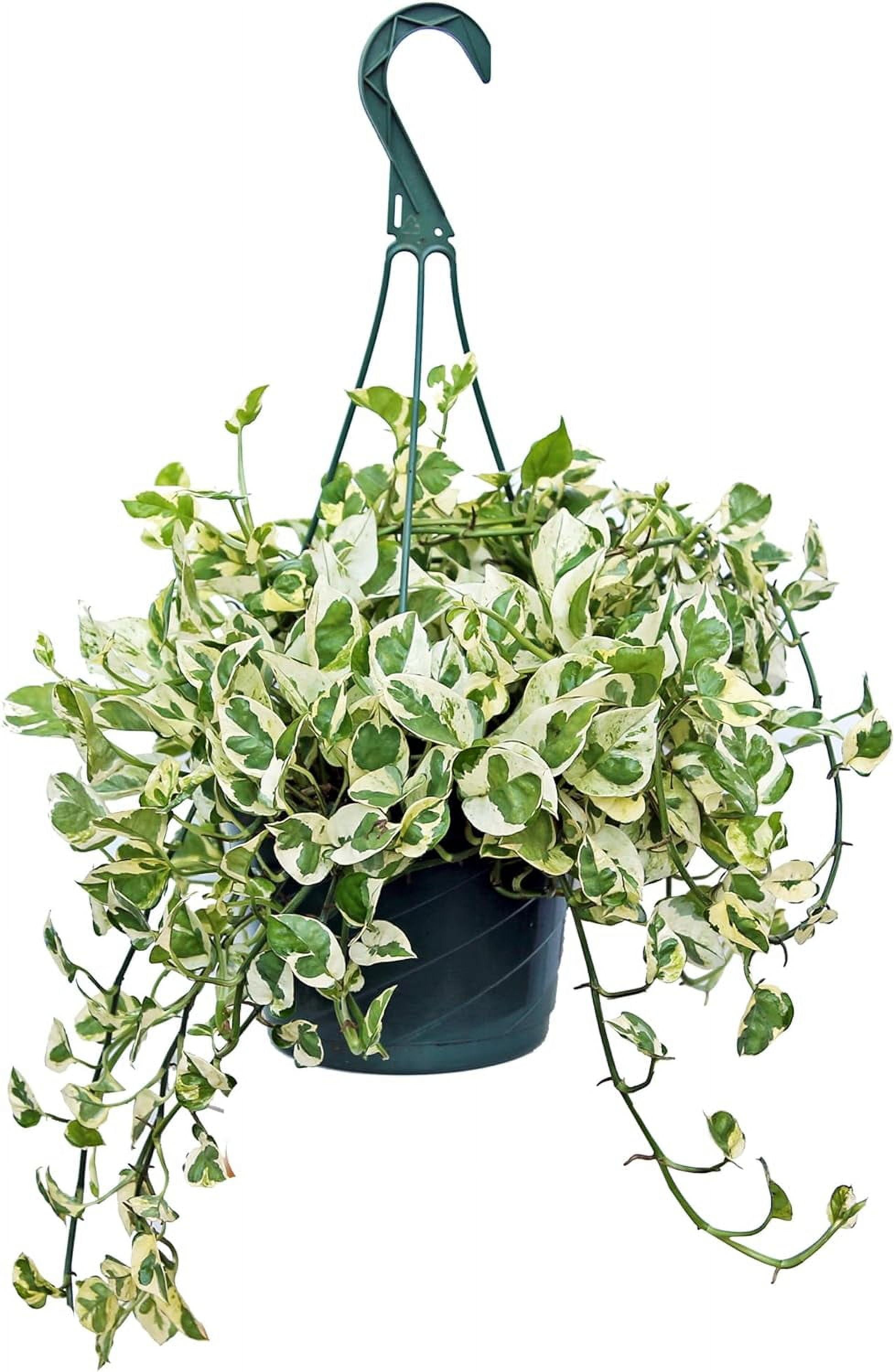 Live Pearls and Jade Pothos, Pearls & Jade Pothos, Variegated Pothos ...