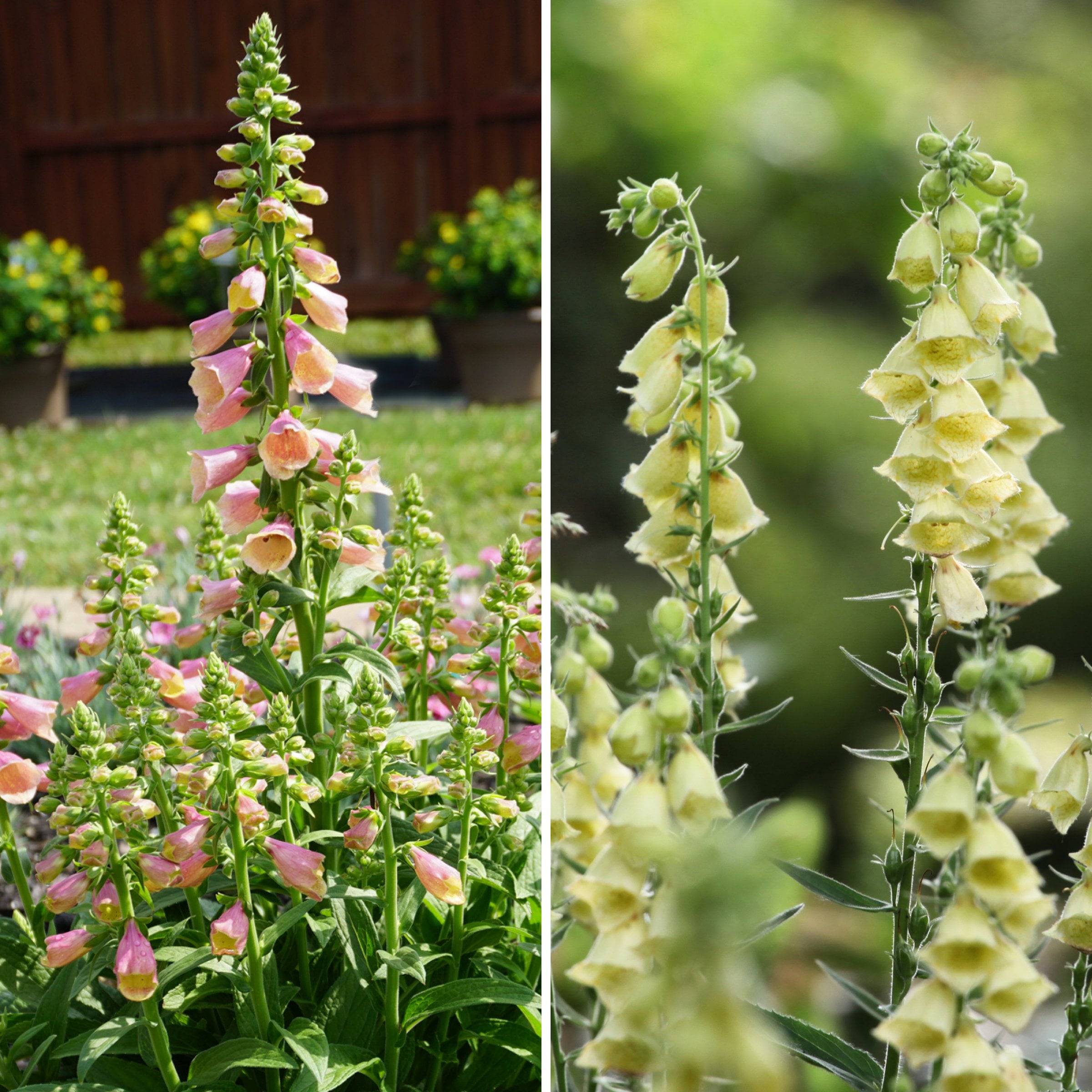 Live Perennial 4 in. Digitalis Arctic Fox Foxglove Collection with ...
