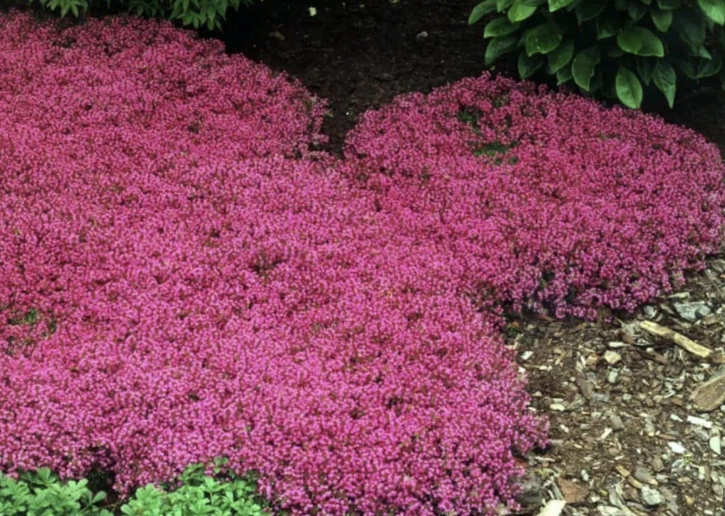 Live Perennial Red Creeping Thyme Plants Deer Resistant Drought ...