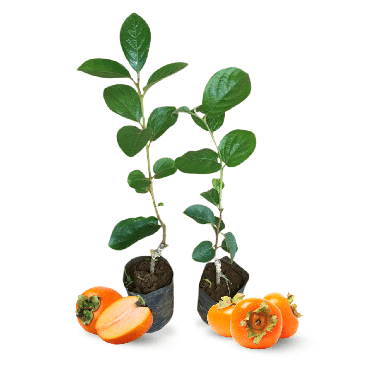 Live Persimmon Tree, Cold Hardy Persimmon Plants 8-10 inch Seedling in ...