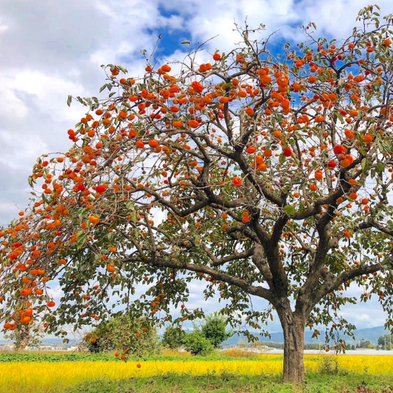 Live Persimmon Tree Plant, Sweet Persimmon Fruit Dormant Tree, 8-10 ...