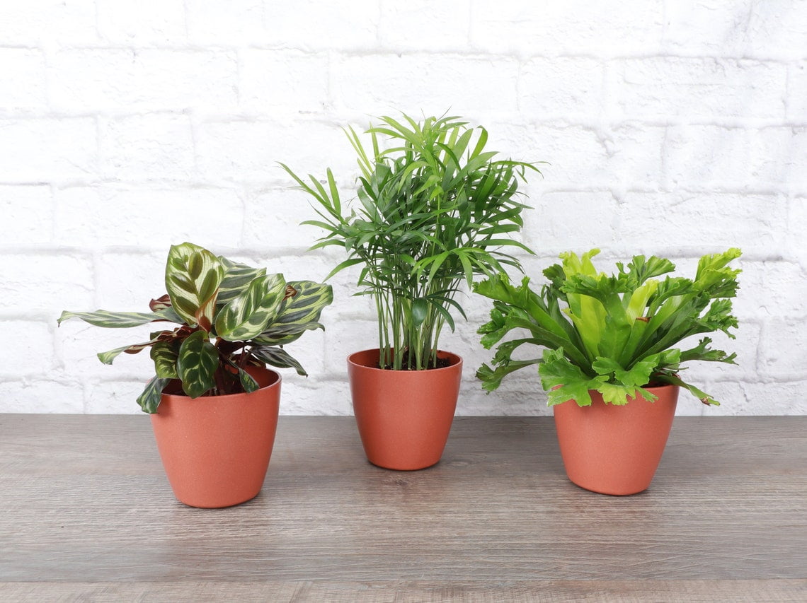 Live Pet Safe Houseplants - Set of 3 - 4" Diameter Decorative Pots ...