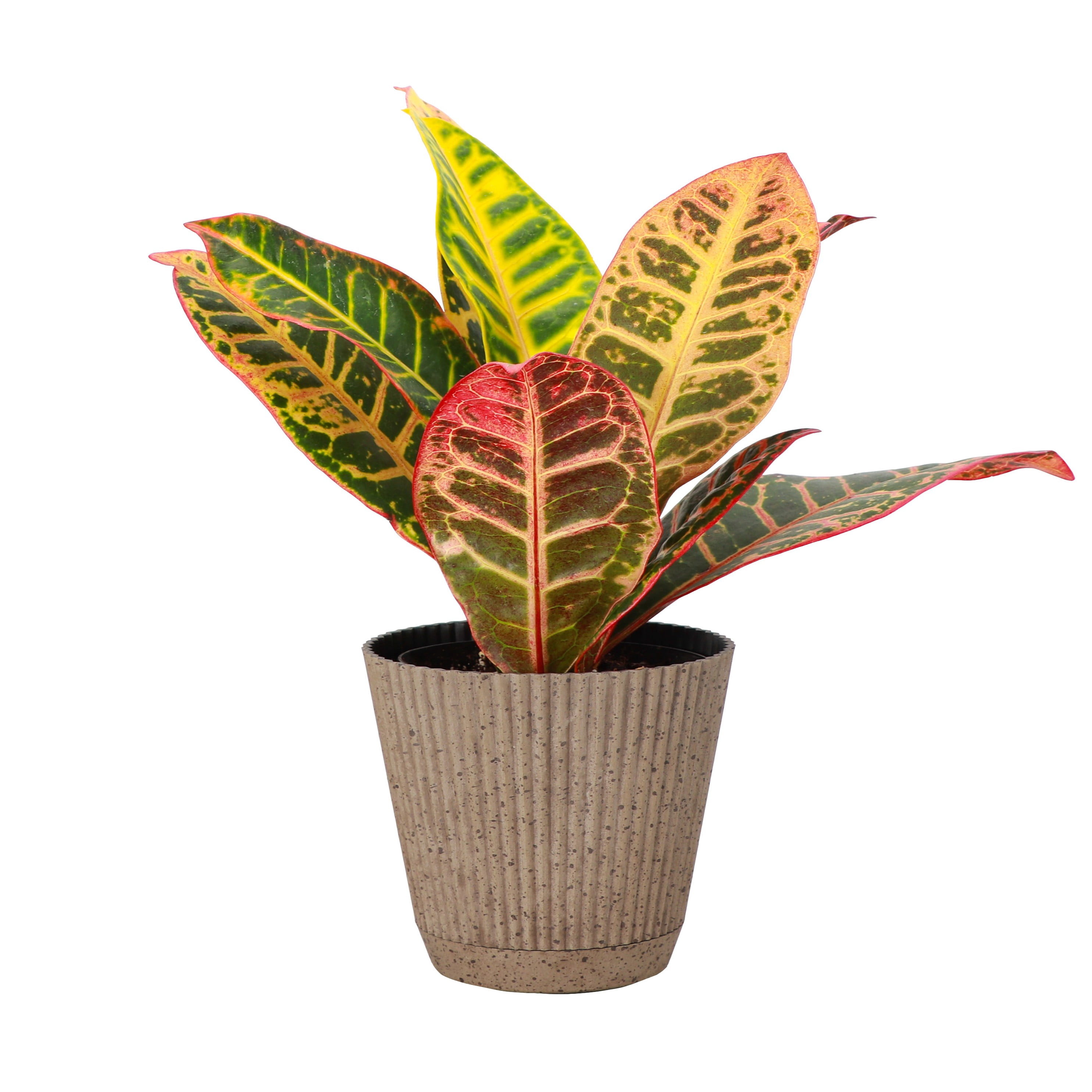 Live Petra Croton Plant - Colorful Foliage - 4" Decorative Pot Cover ...