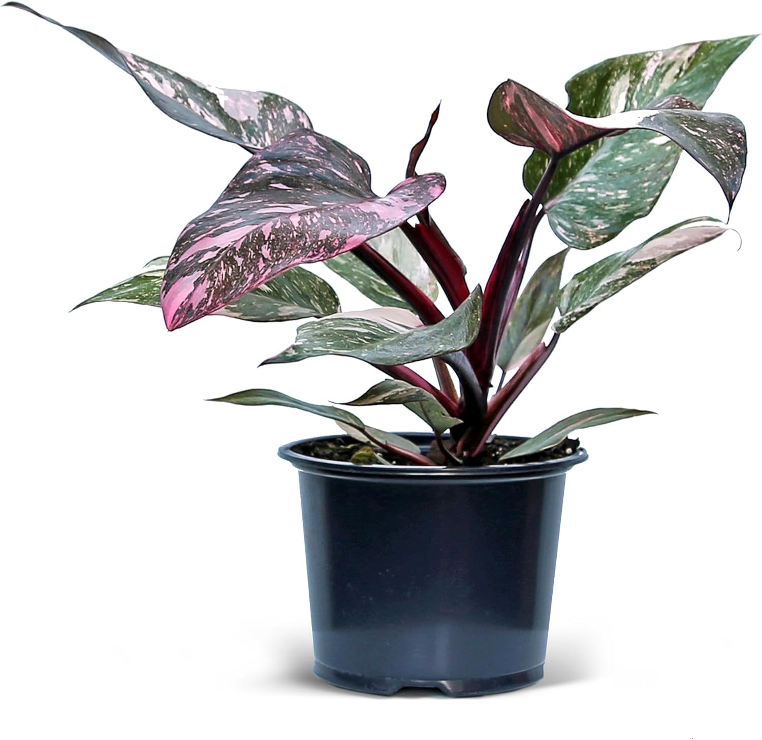 Live Philodendron Pink Princess, Rare Houseplant, Birthday Gift ...