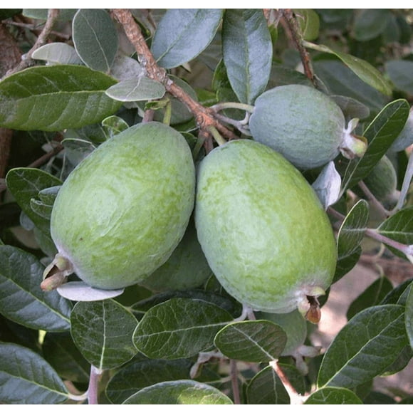 Guava Plants for Patio Garden Edible Fruits and Ornamental Varieties
