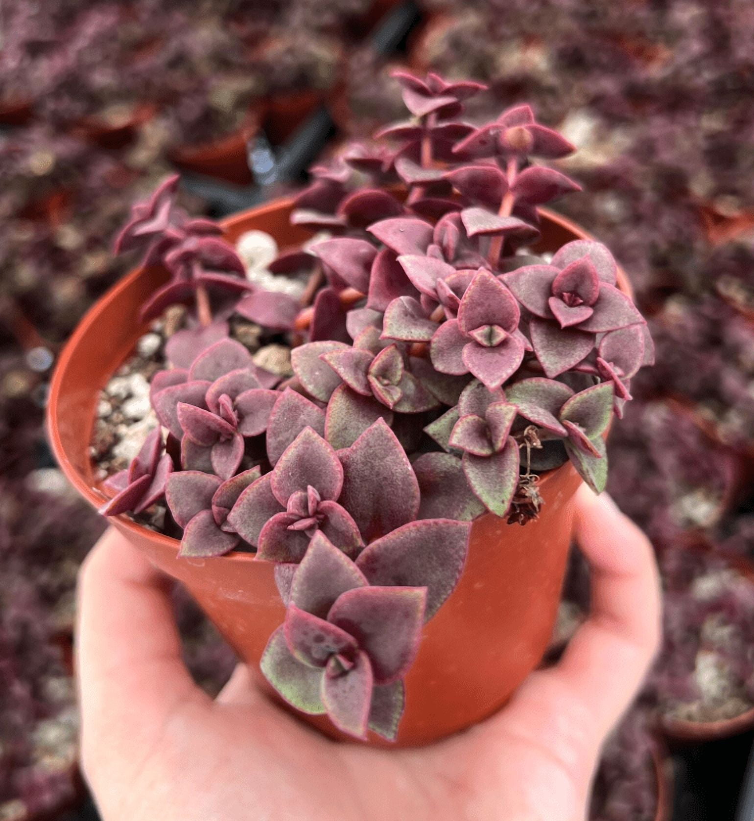 Live Pink Calico Kitten Plant Crassula Ovata Jade Succulent Plant 4"Pot ...