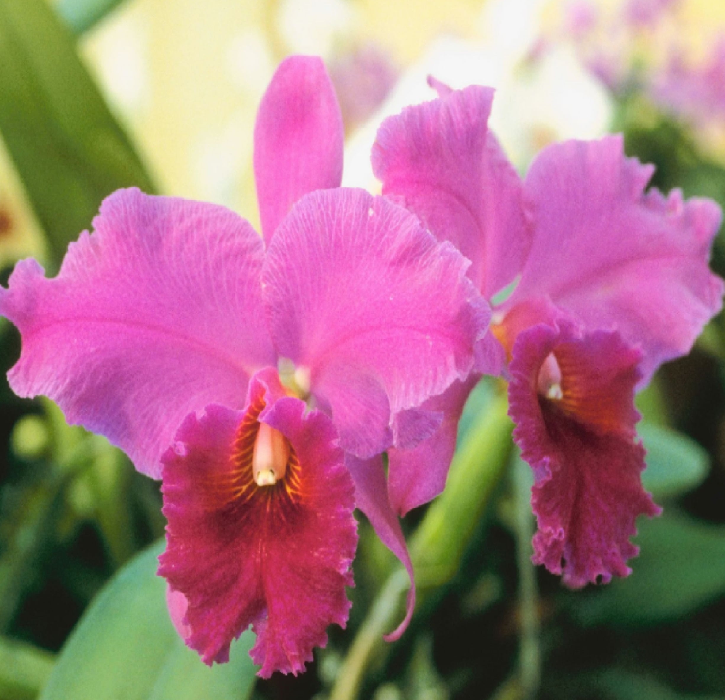 Cattleya Orchid Flower