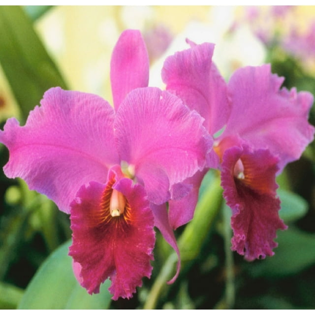 Live Indoor Pink Cattleya Orchid Plant, 4"-8" Tall, Rooted in 2.5" Pot ...