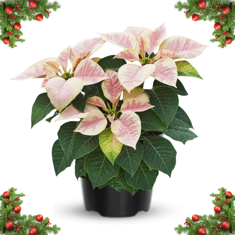 Live Pink Cream Poinsettia Plant, Variegated Christmas Poinsettia, 4 ...