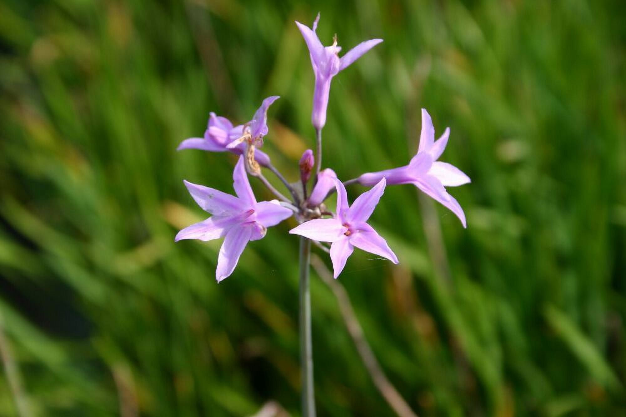 Live Pink Flower Society Garlic Aquatic Marginal Pond Plant - Walmart.com