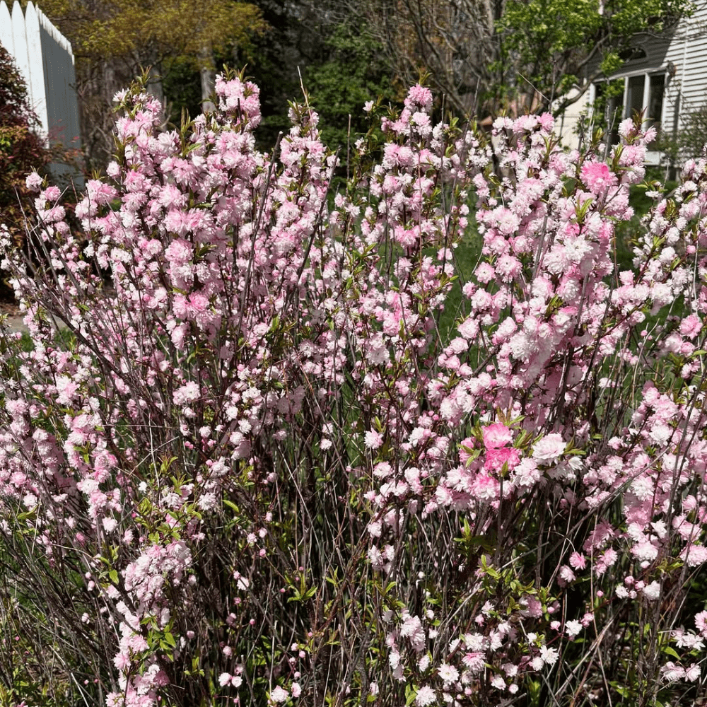 Live Pink Flowering Almond Plant in Quart Pot, Flowering Almond Shrub ...