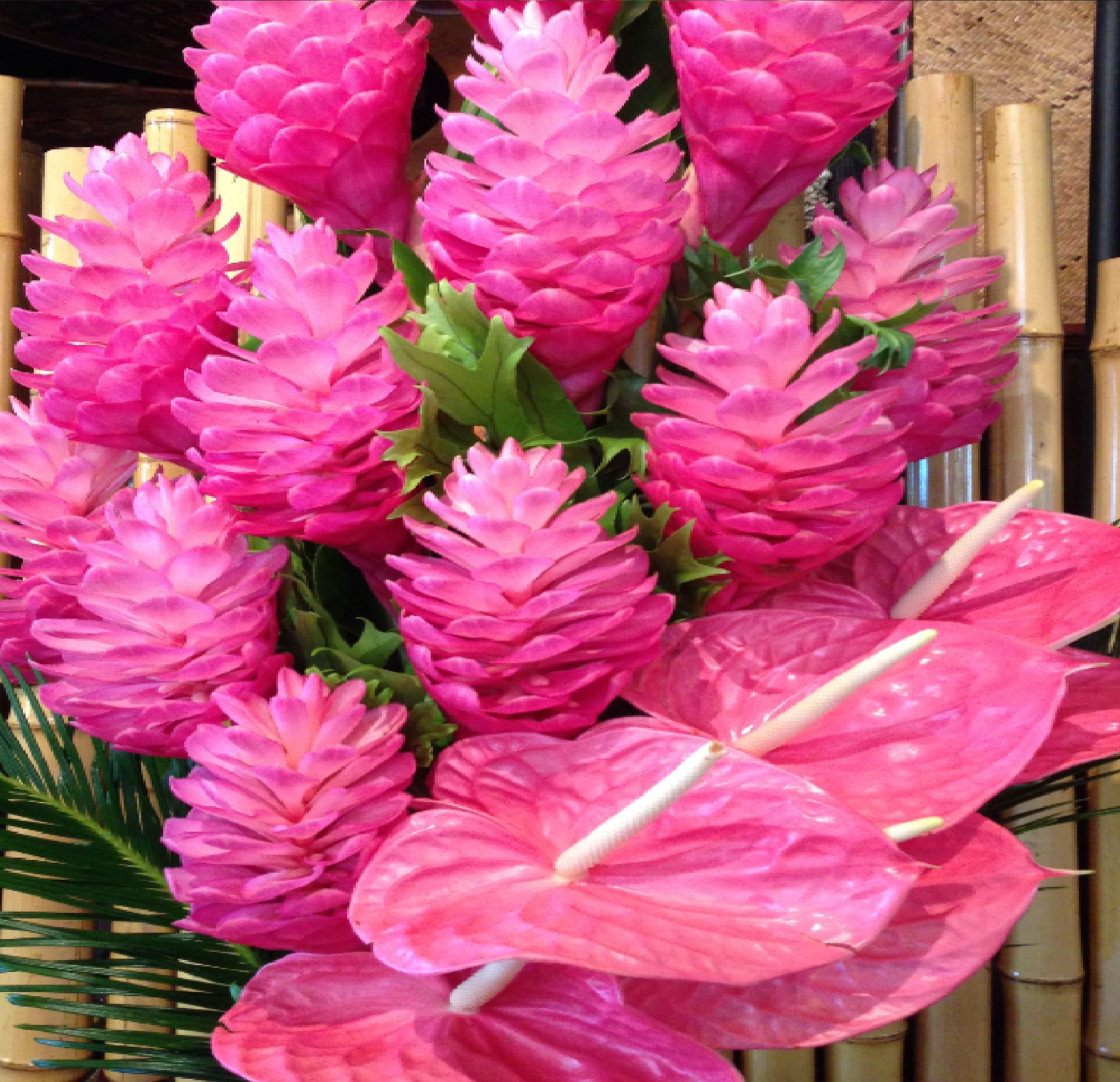 Live Pink Ginger Flower Plant Alpinia Purpurata 6"-10" Tall Rooted in 2 ...