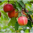 Live Pink Lady Apple Tree Red Apple Fruit Tree Sweet Apple Fruits Plant ...