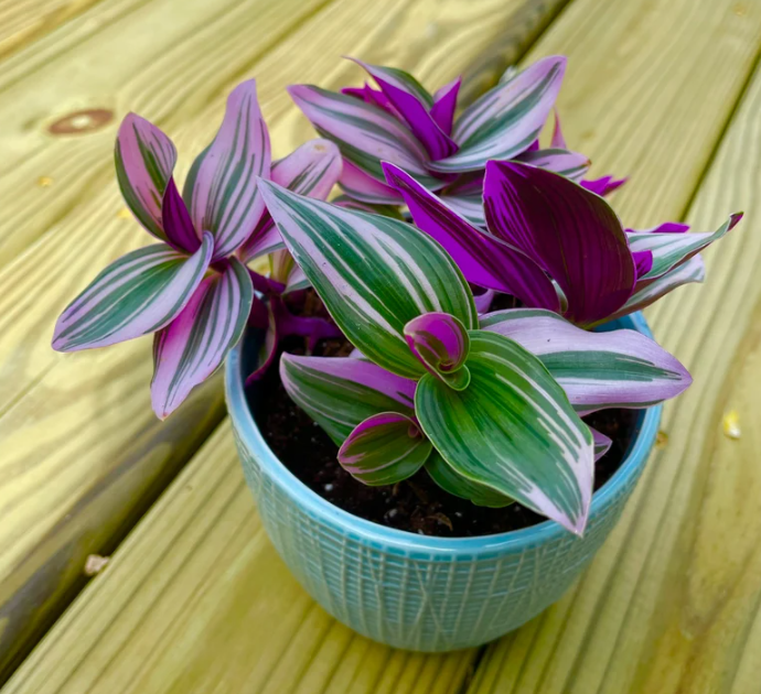 Live Pink Wandering Jew Plant - Tradescantia Nanouk Plant ...