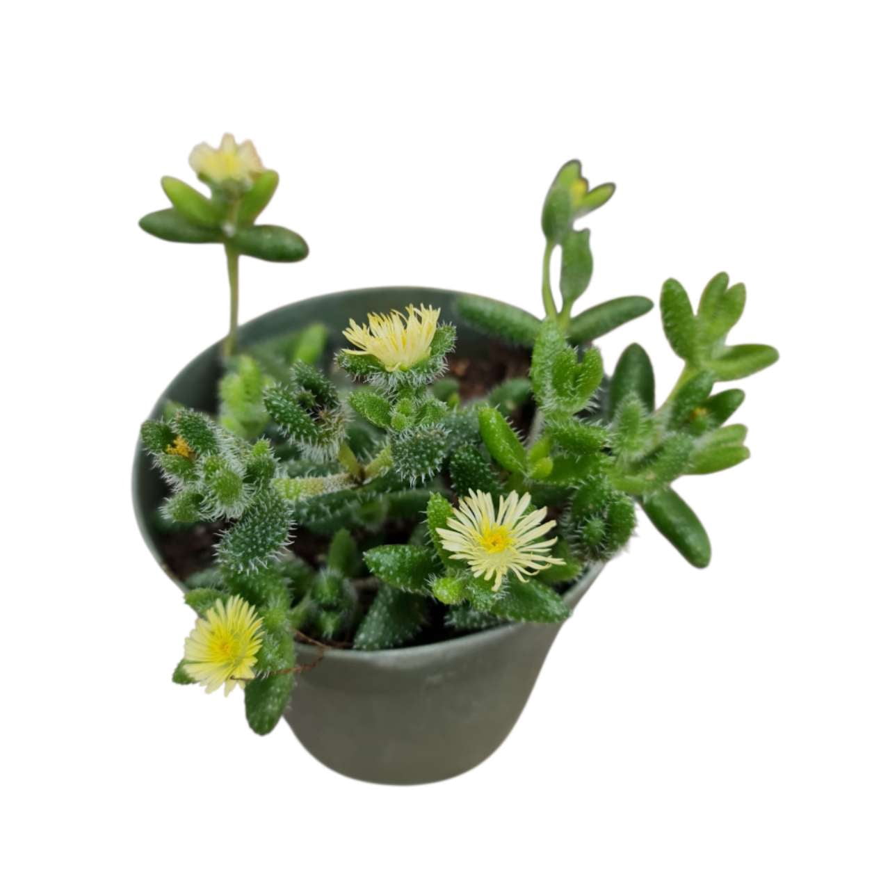 Live Plant 4" Pot Delosperma Echinatum Pickle Plant - Walmart.com