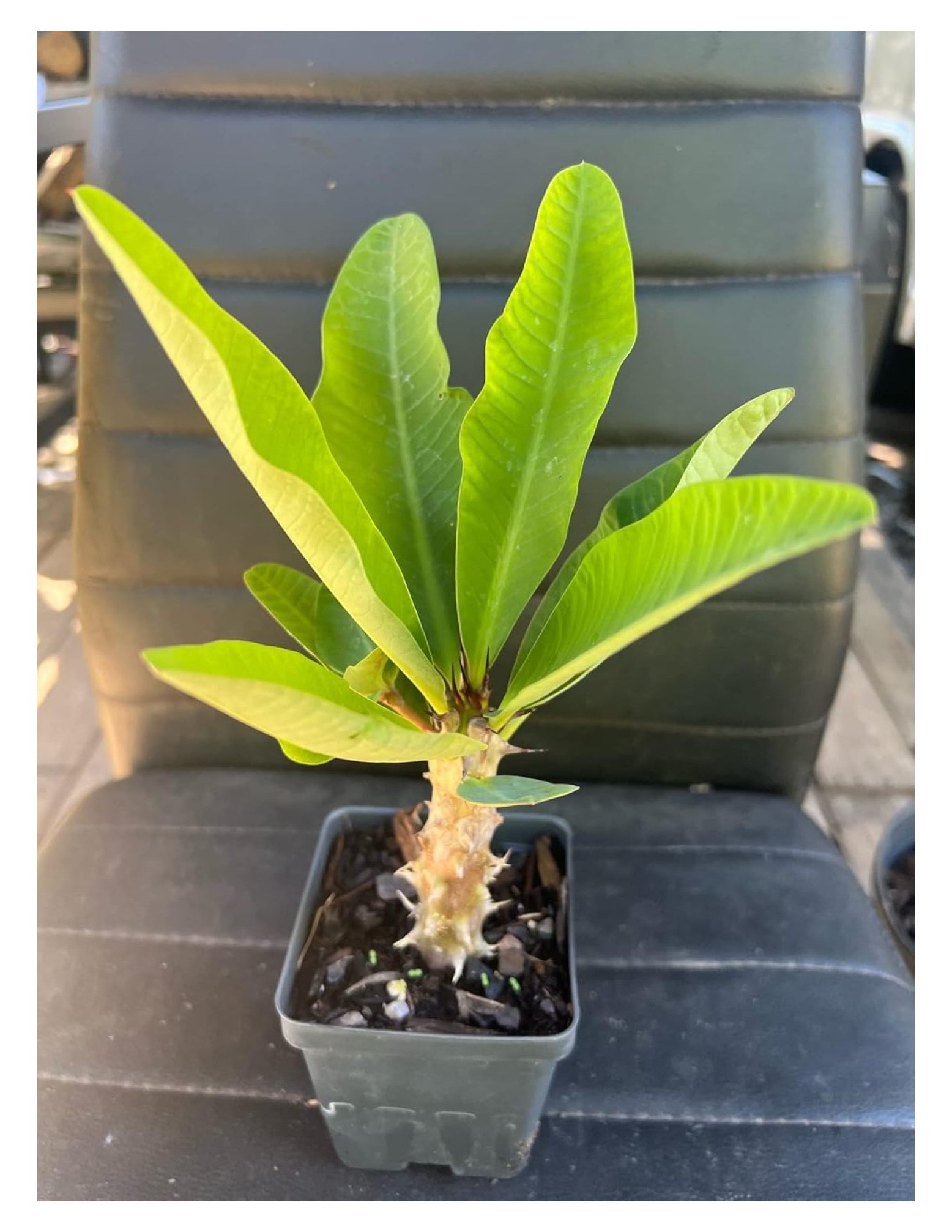 Live Plant, Euphorbia Milli, Crown of Thorns Plant, de Cristo planta (Chok Boontip, Queen ...