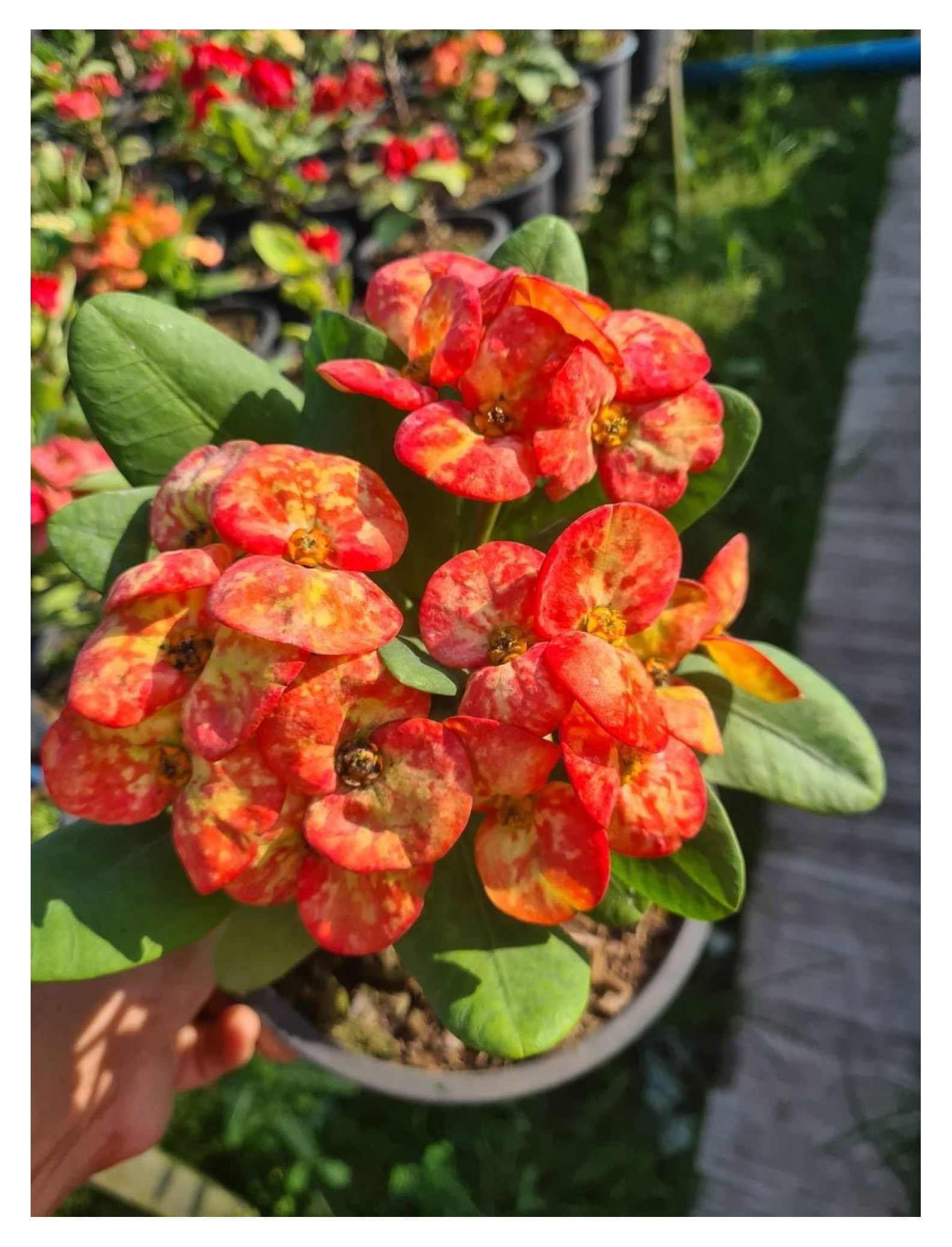 Live Plant, Euphorbia Milli, Crown of Thorns Plant, de Cristo planta ...