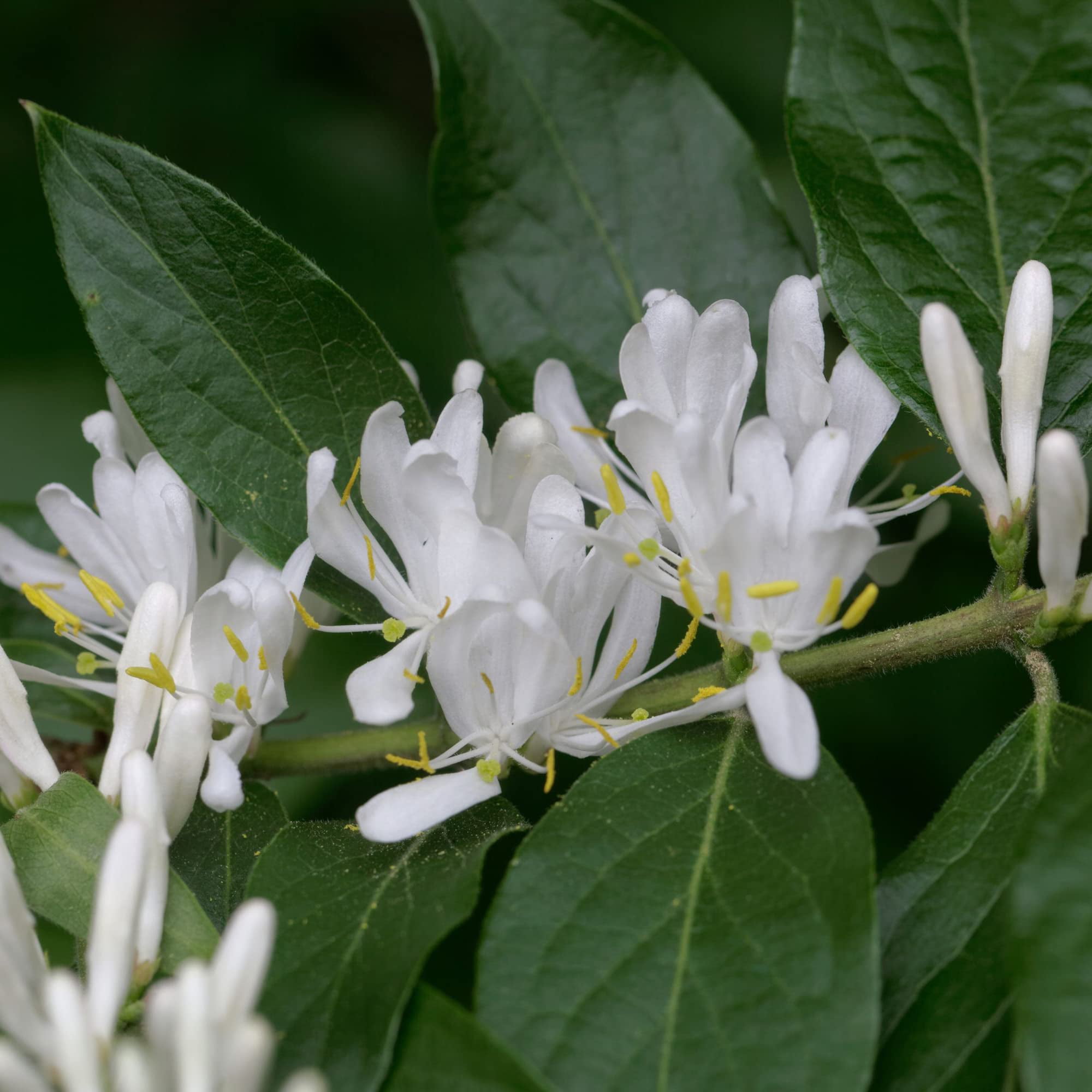 Live Plant-Jamaican Callaloo,(3TRDN pks of 6 plant)Edible Amaranth ...