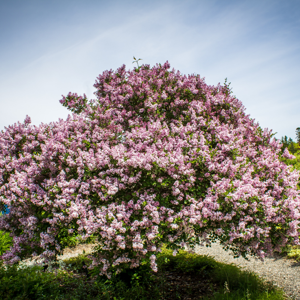Live Plant Miss Kim Lilac Shrub in Quart Pot, Purple Fragrant Syringa ...