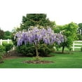 Live Plant - Purple Wisteria, Tree, Flower, for Gardening and Planting ...