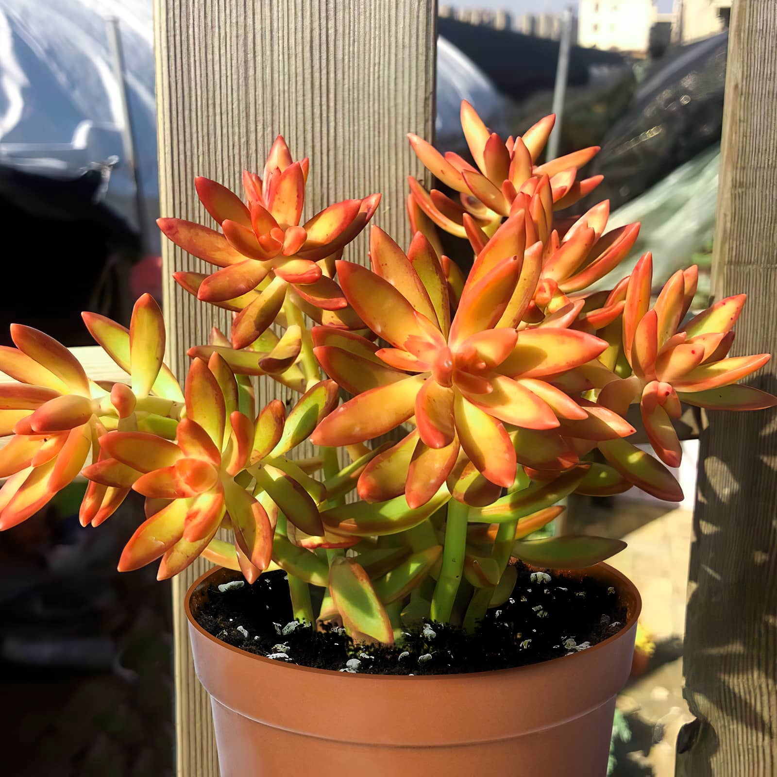 Live Plant Sedum Adolphi 'Firestorm' in 4in Pot--Color-Changing ...