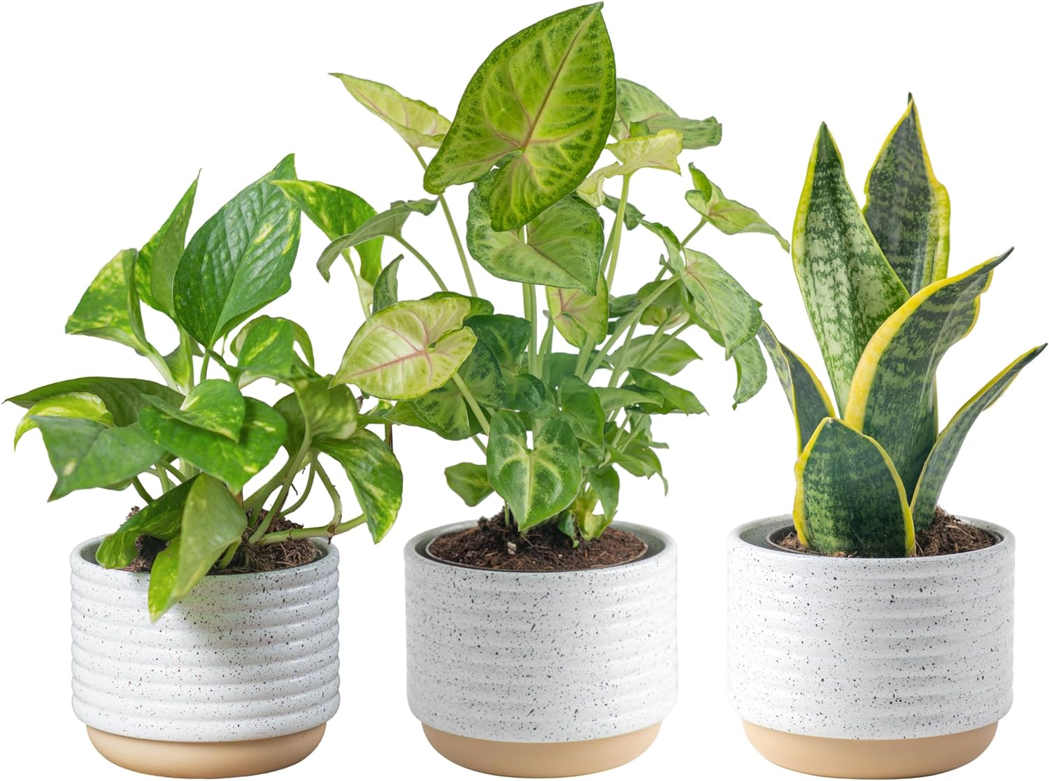 Live Plants (3 Pack), Easy to Grow Real Indoor Houseplants, Air ...