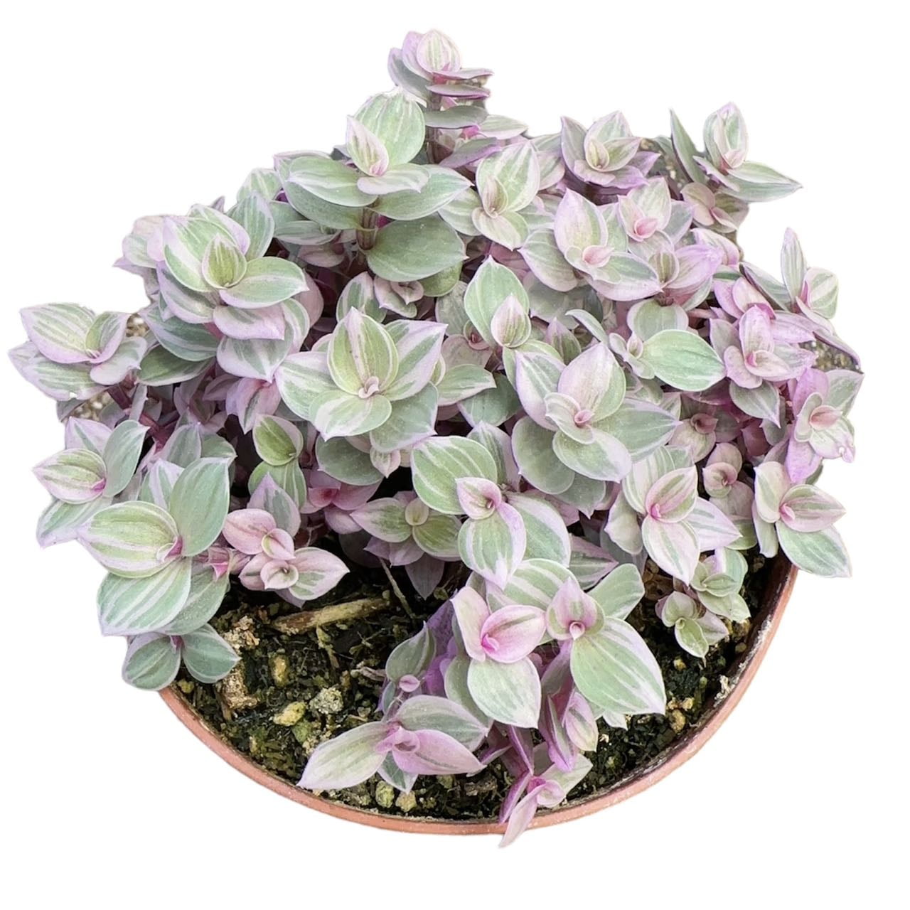 Live Plants for Gift Office Home Decor 4"Pot Pink Callisia Repens ...