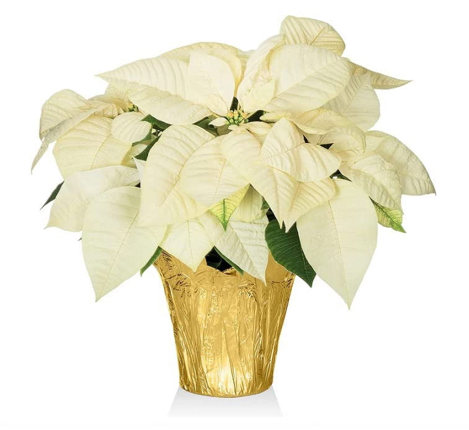 Live Poinsettia in Gold Pot Cover, 6" Diameter - Great Holiday Gift ...