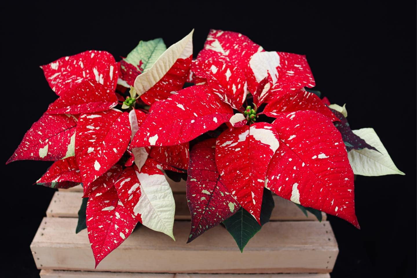 Live Poinsettia in Gold Wrapped Pot, 6" Diameter - Great Holiday Gift ...