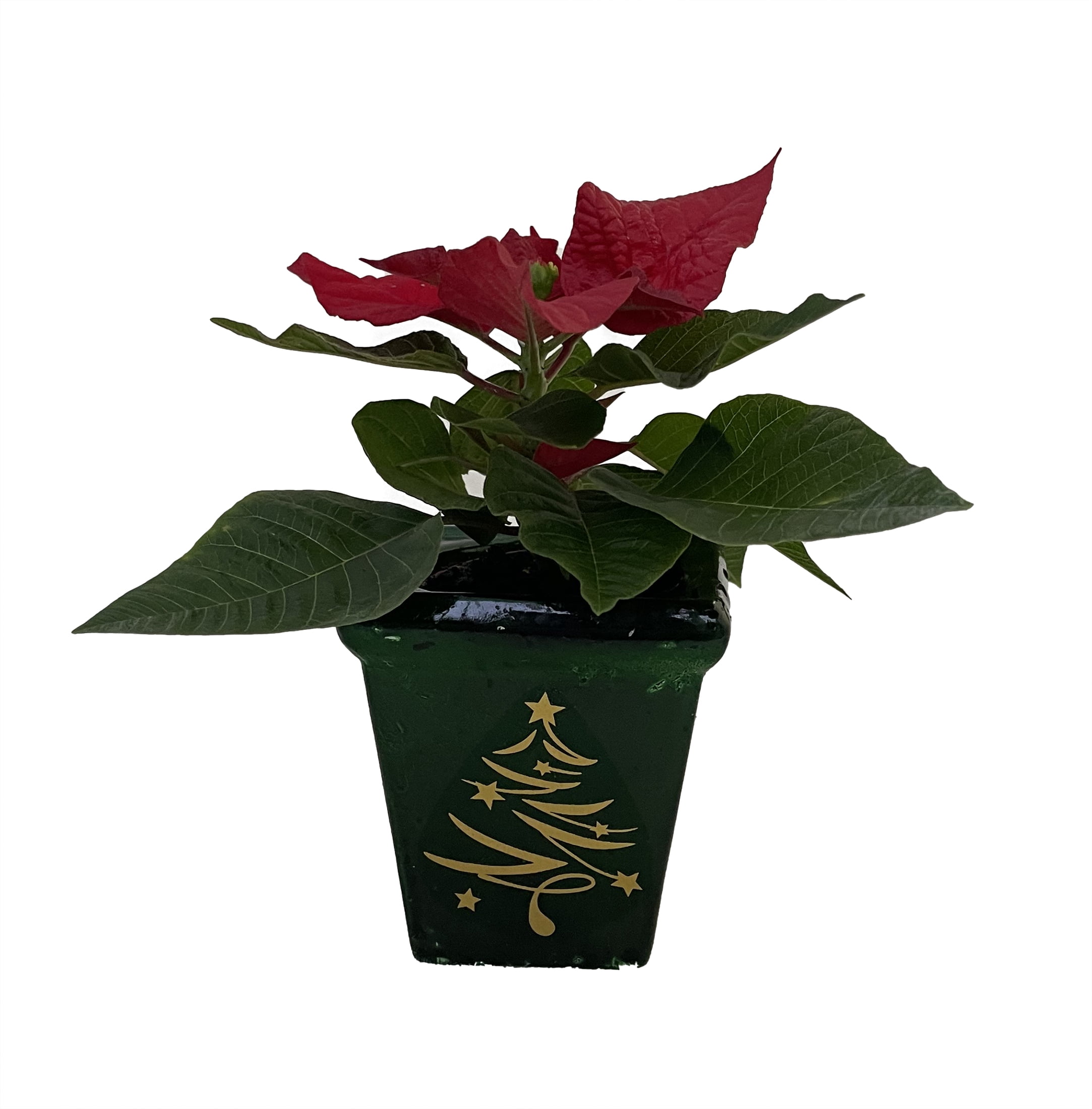 Live Poinsettia Plant in 3