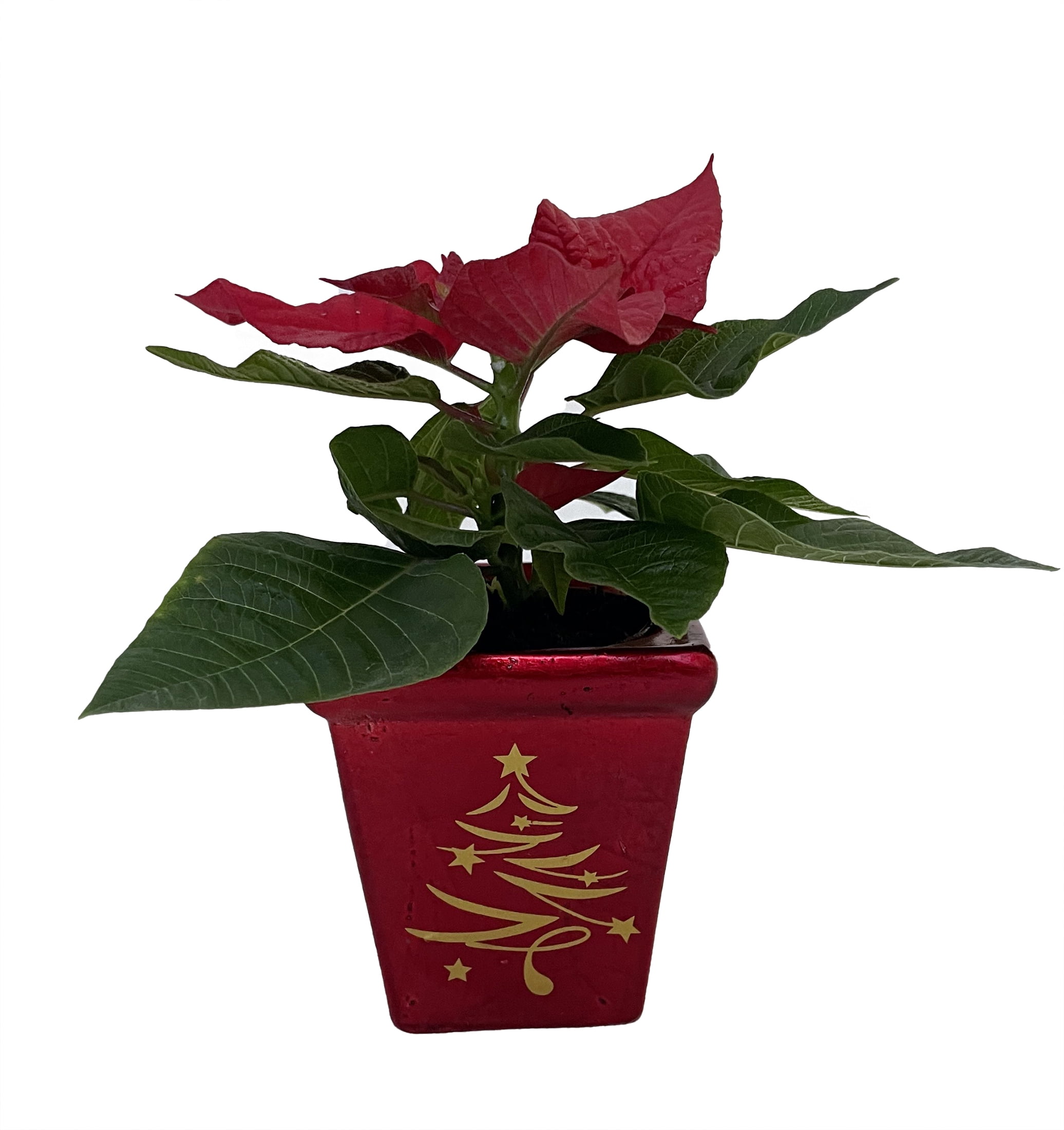 Live Poinsettia Plant in 3
