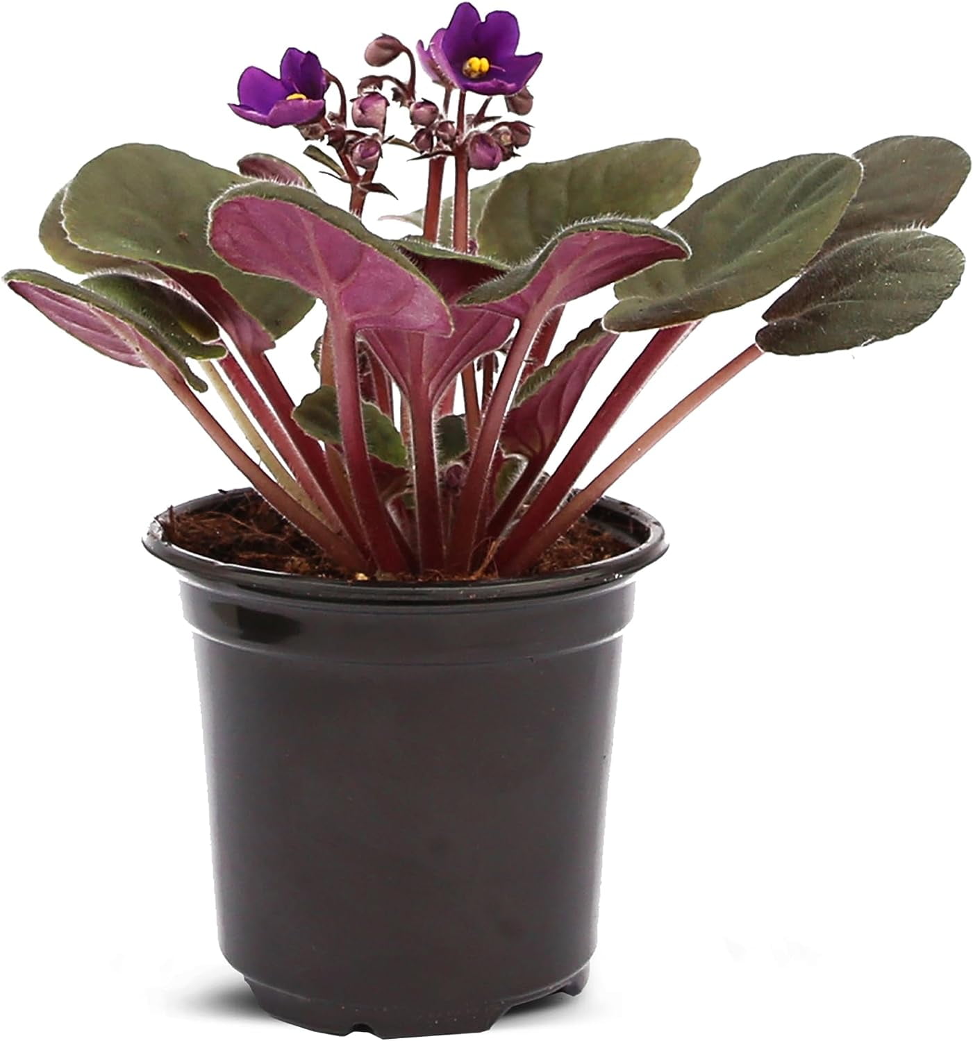 Live Purple Shade Violets, Blooming Housewarming Gift, Birthday Gift ...