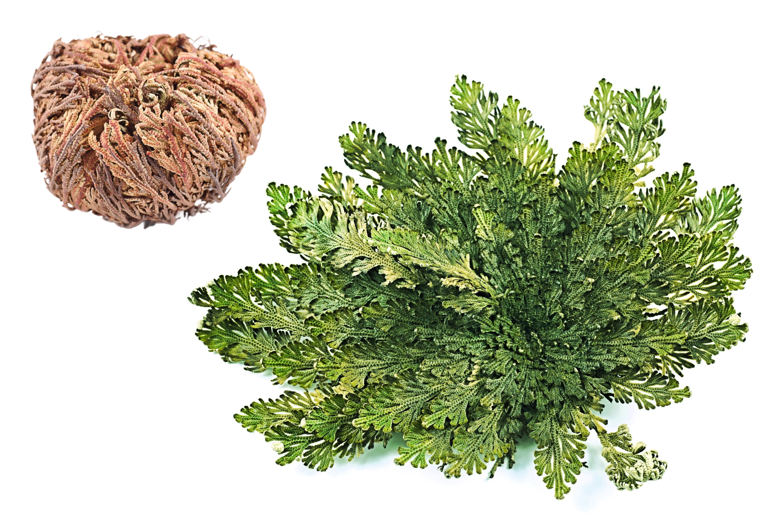 Small Live Indoor Resurrection Plant, Rose of Jericho Dinosaur Fern ...