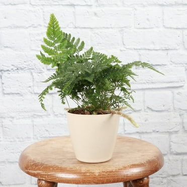 "Davallia White Rabbit's Foot Fern in 4"" Pot - Easy to Grow, Unique ...