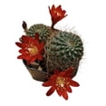 Live Rebutia Cactus Plants Collection for Home Decor 2" Pot (Bloom ...