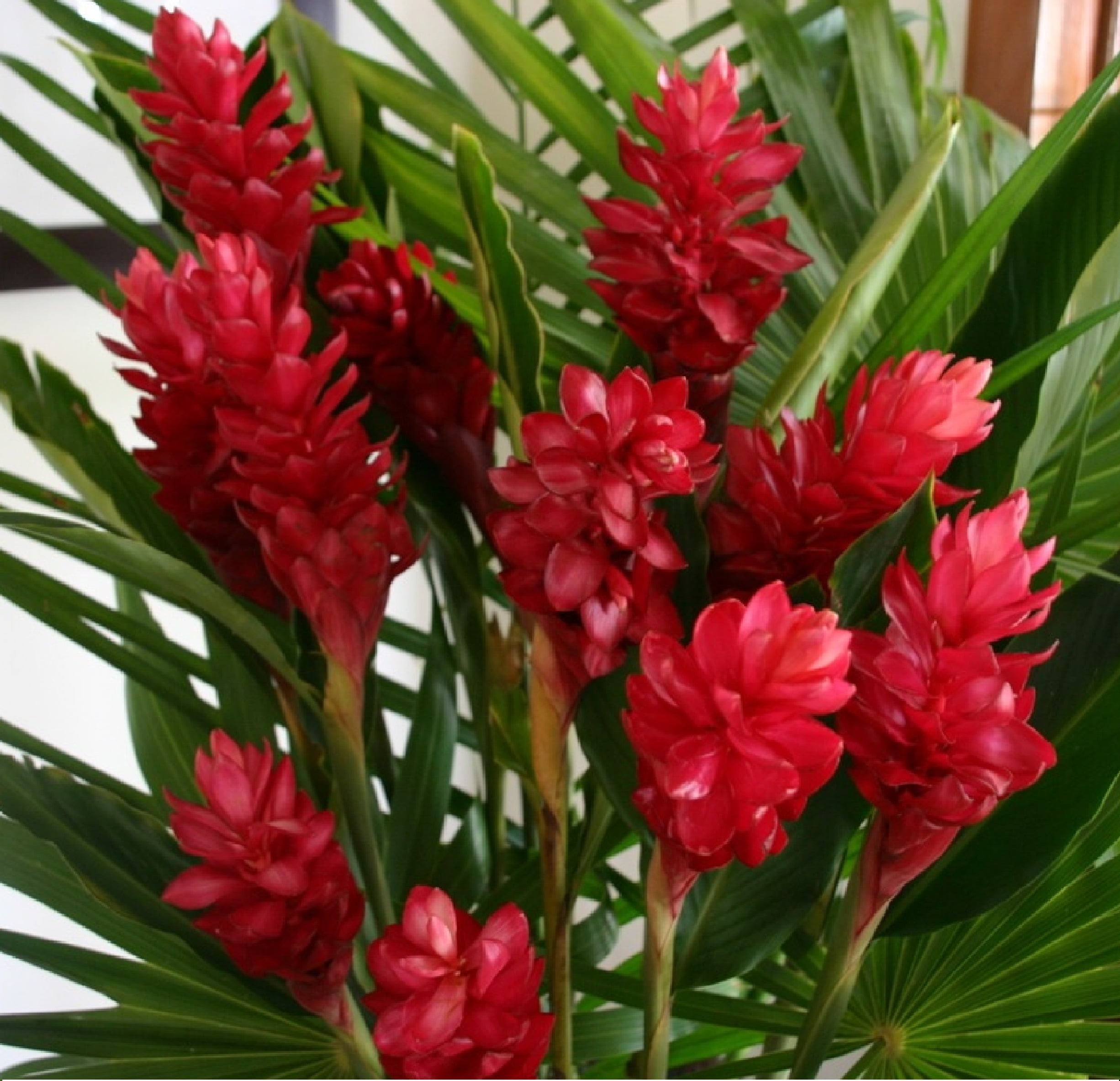 Live Red Ginger Plant Bulb; 1 Pk; Partial Shade; Perennial - Walmart.com