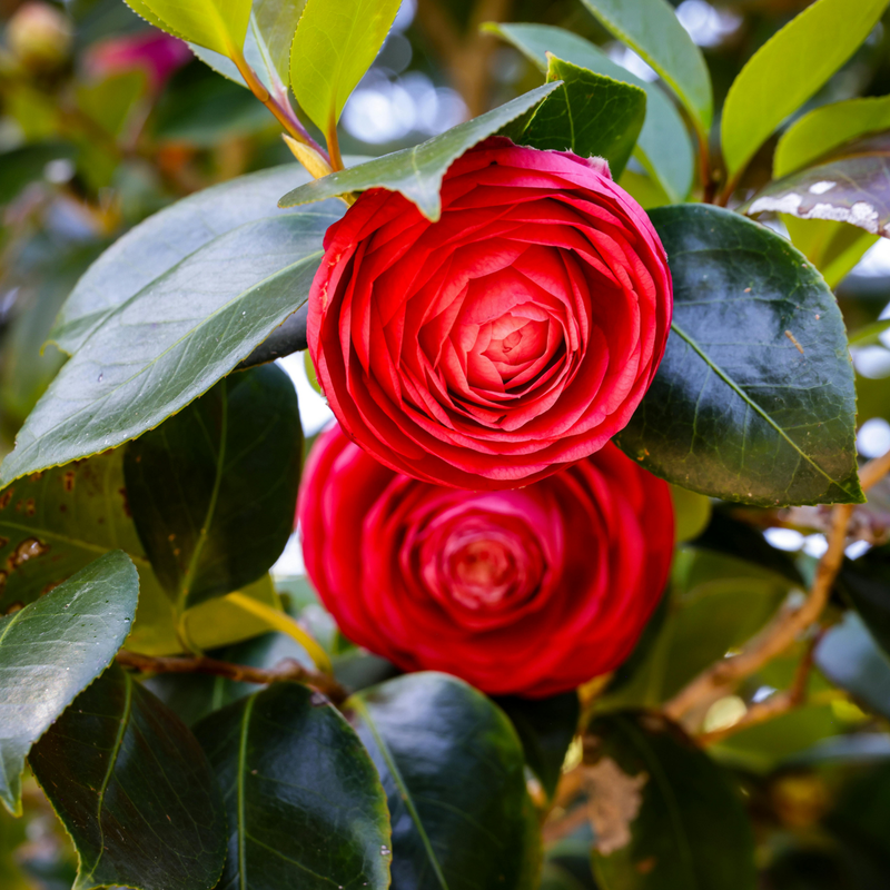 Live Red Camellia Plant in 4" Pot, Flowering Shrub with Glossy Foliage ...
