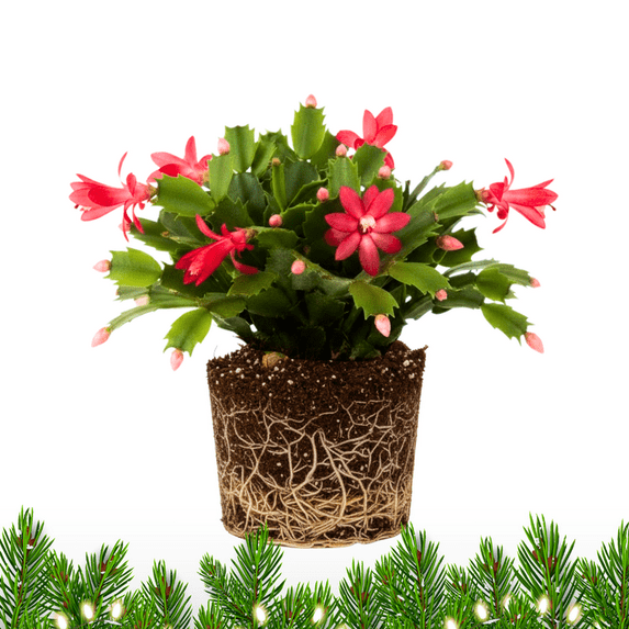 Live Red Christmas Cactus, Well-Rooted, 3 Inc, Indoor Outdoor Growing ...