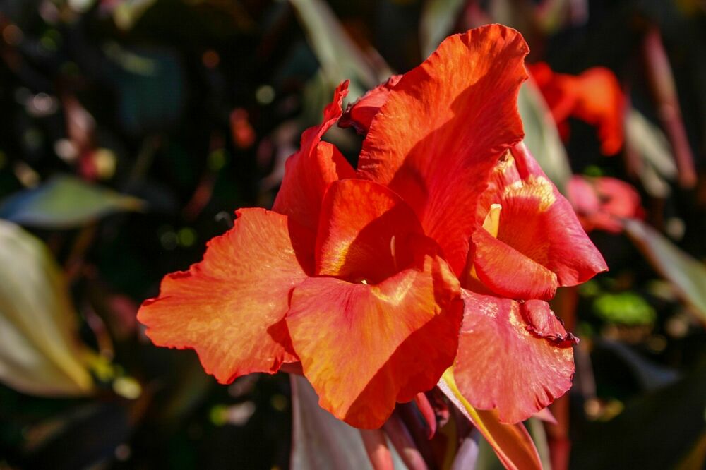 Live Red Flower Canna "Australia" Tropical Aquatic Marginal Pond/Bog ...