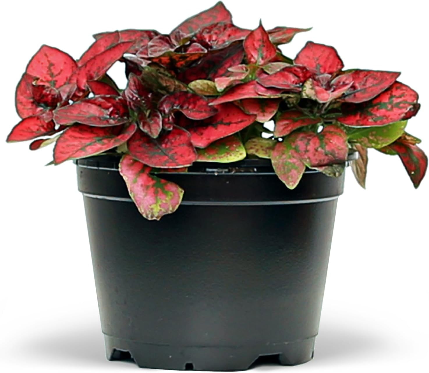 Live Red Hypoestes, Polka Dot Plant, Small Houseplant, Indoor Potted ...