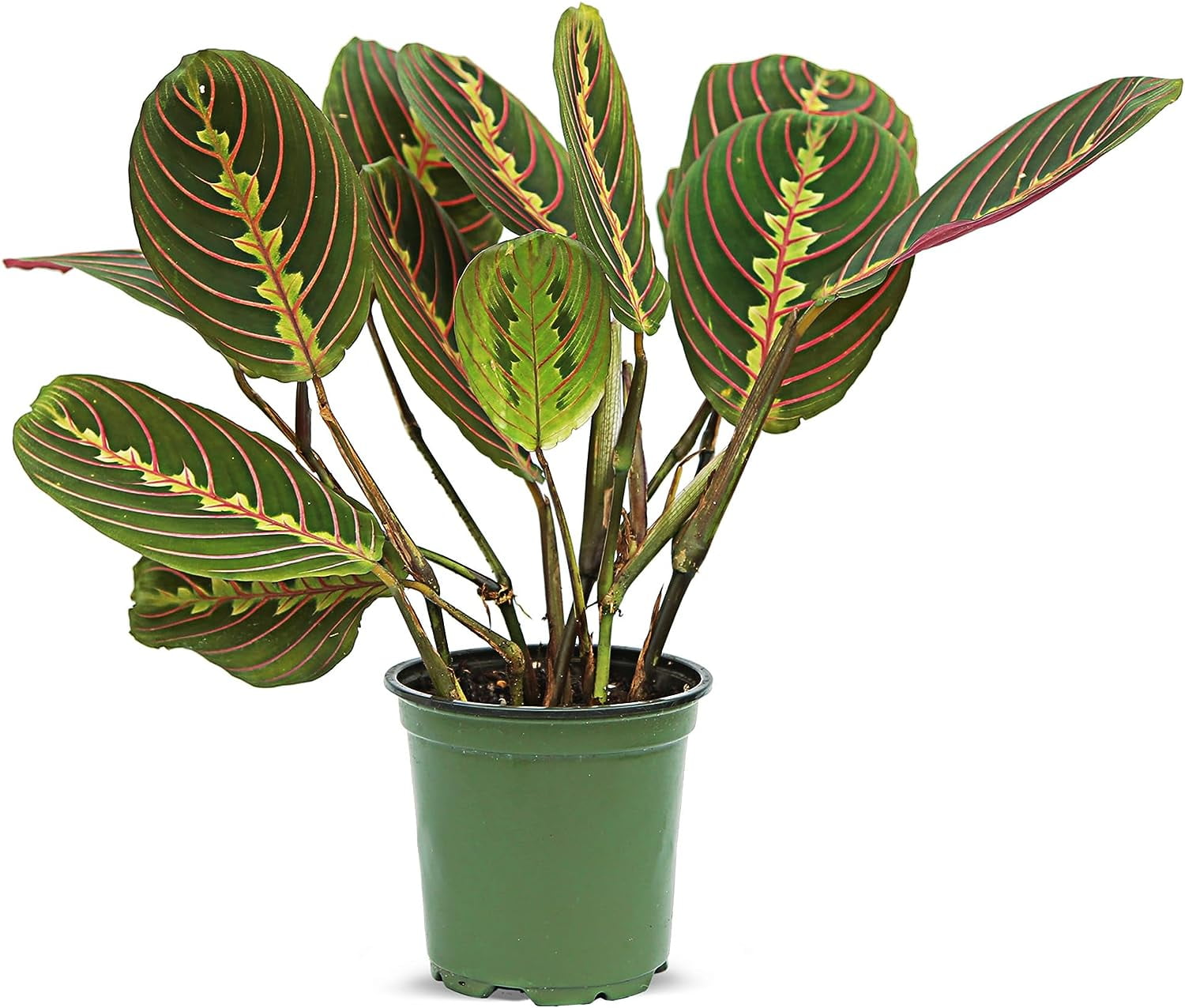 Live Red Maranta, Red Prayer Plant, Birthday Gift, Housewarming Gift ...
