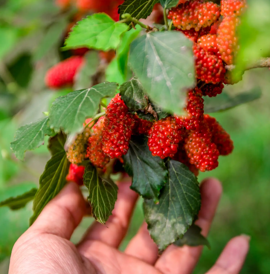 Live Red Mulberry Tree Morus Rubra Live Plant Mulberries Fruit Tree 4-6 ...
