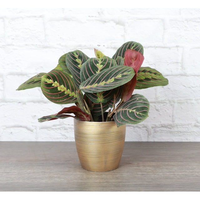Live Red Prayer Plant - 4" Decorative Holiday Pot - Walmart.com