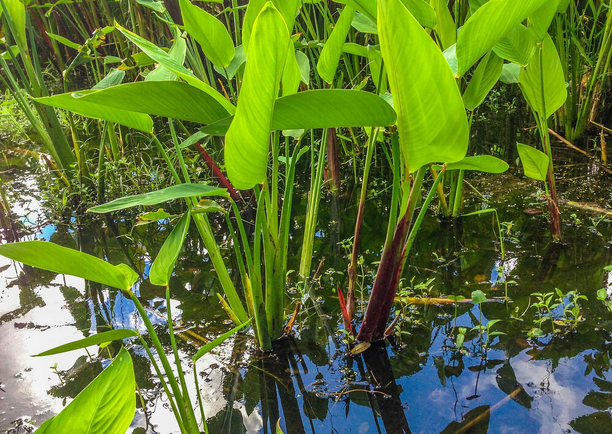 Live Red Stem Thalia Tropical Aquatic Marginal Pond/Bog Plant - Walmart.com
