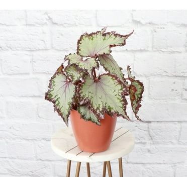 6 in. Begonia Rex Dino Shadow King Live Houseplant with Bright Indirect ...