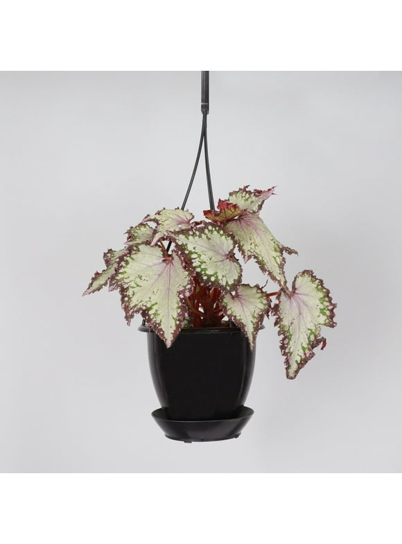 Begonia in Annuals - Walmart.com