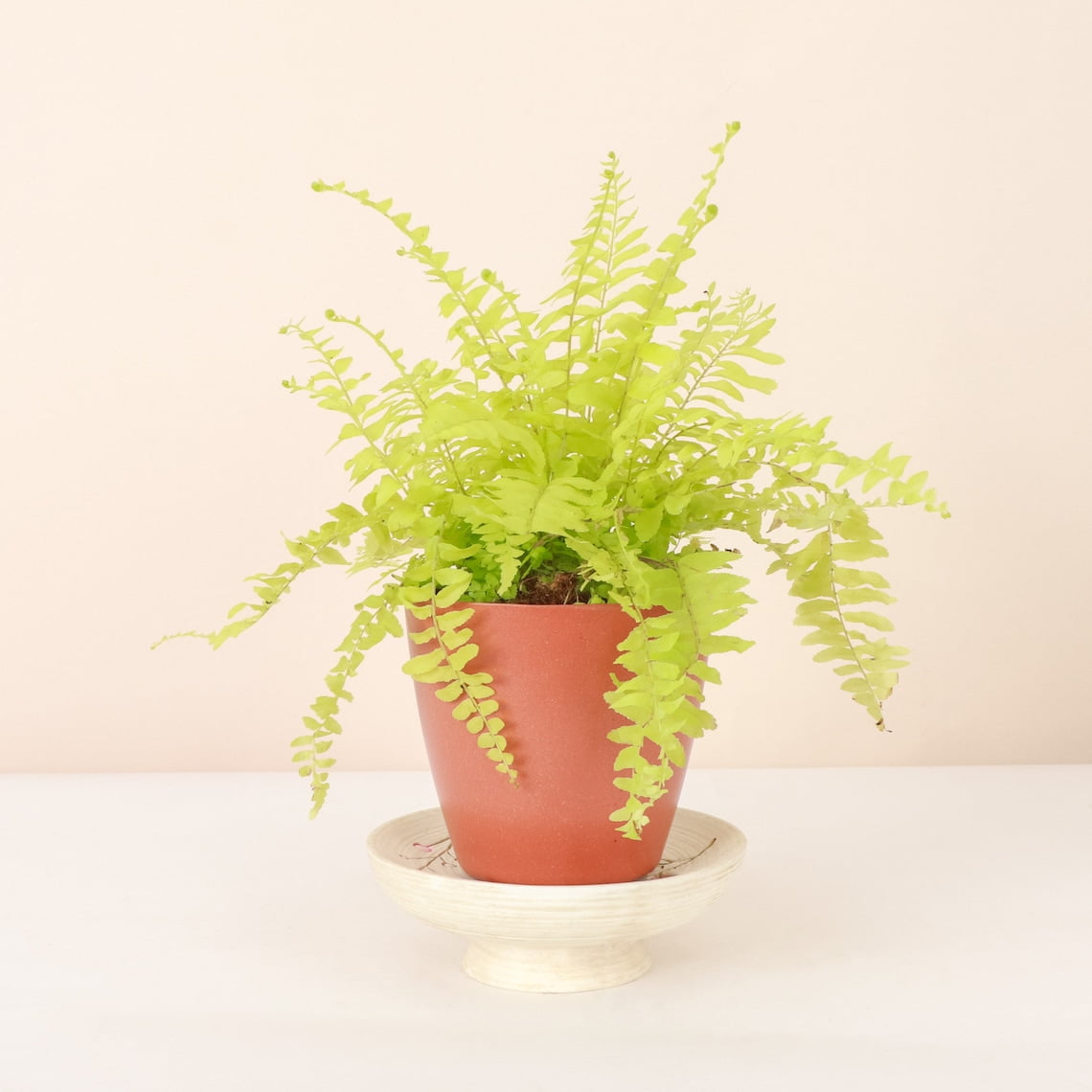 Live Rita's Gold Boston Fern Plant - 4" Decorative Biodegradable Pot ...